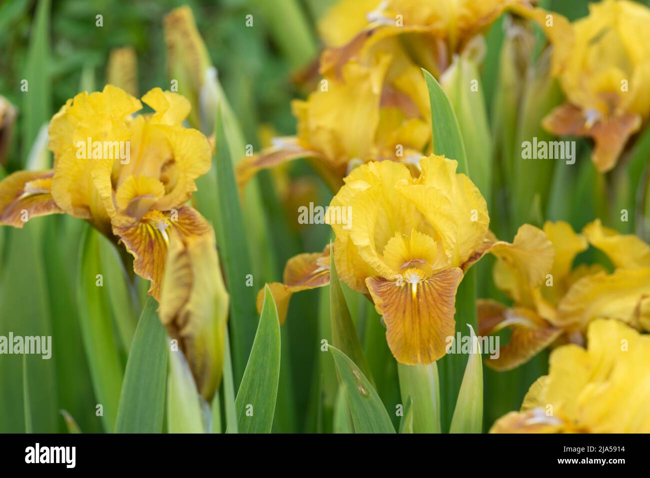 Iris dorado Banque de photographies et d’images à haute résolution - Alamy