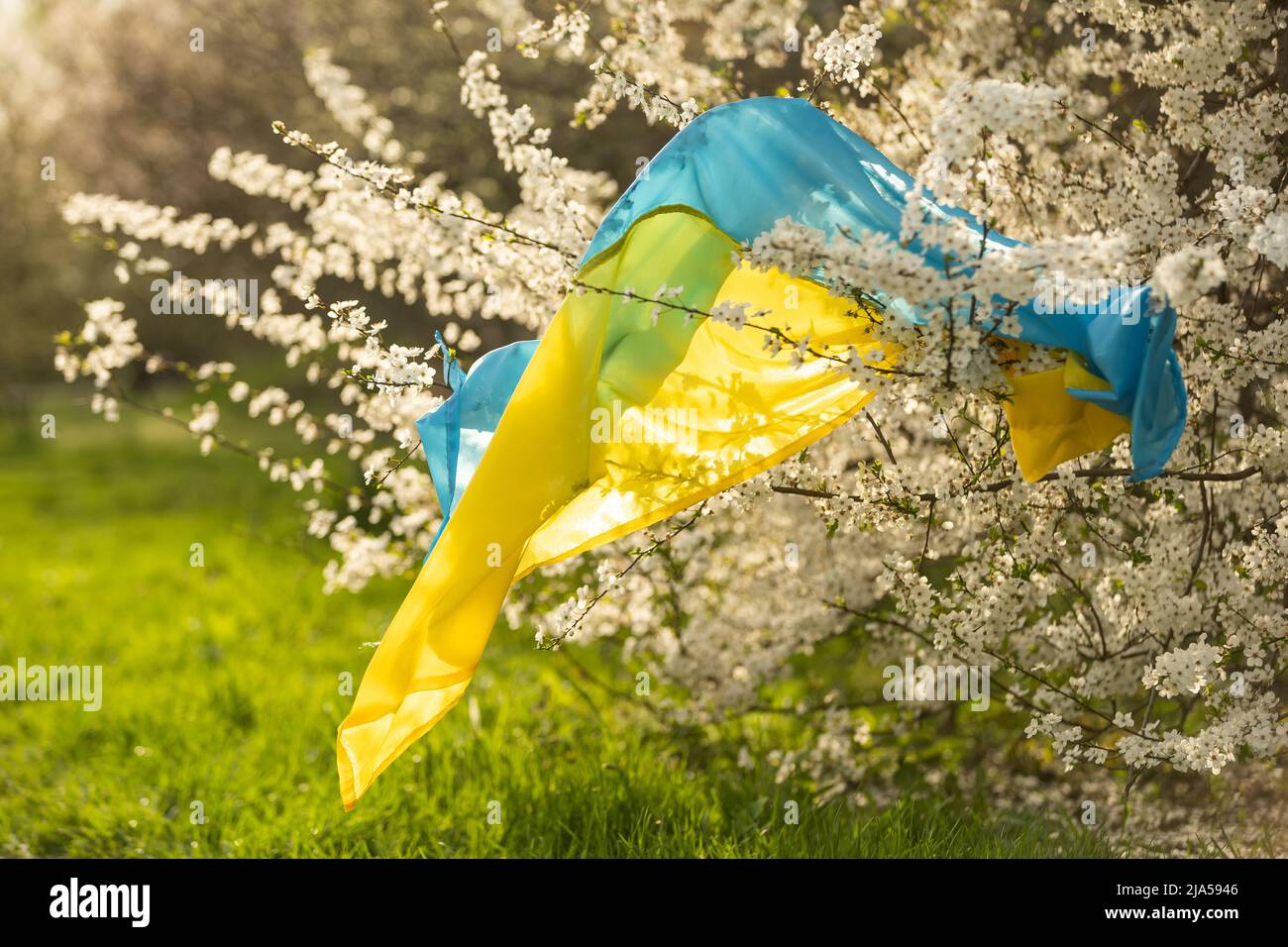 drapeau de l'ukraine dans un arbre à fleurs dans le jardin au printemps ...