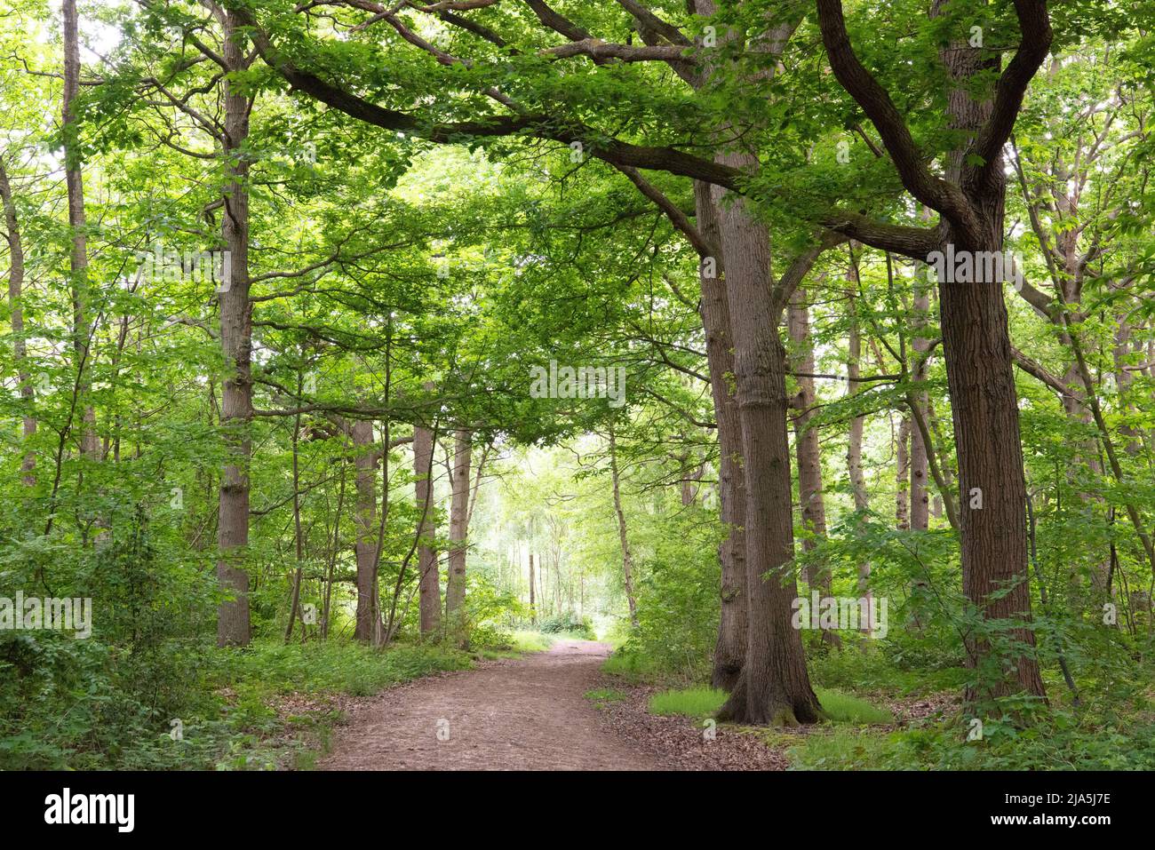 Blean woods rspb Banque de photographies et d’images à haute résolution ...