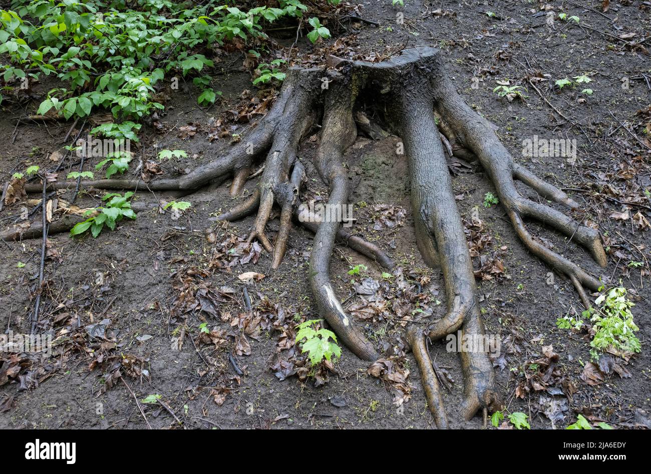 La pluie endommage les racines des arbres Banque de photographies et d ...