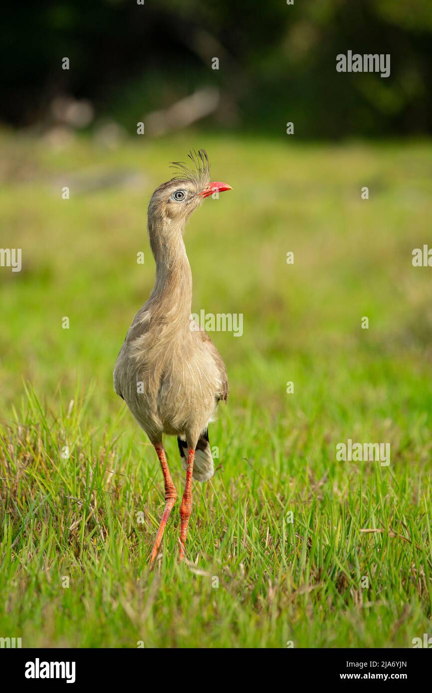 Seriema cariama cristata à pattes rouges Banque de photographies et d ...