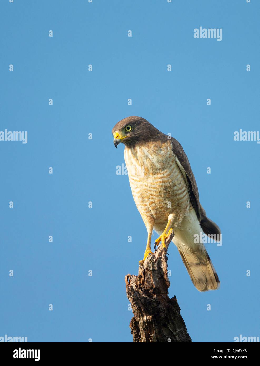 Roadside hawk Banque de photographies et d’images à haute résolution ...