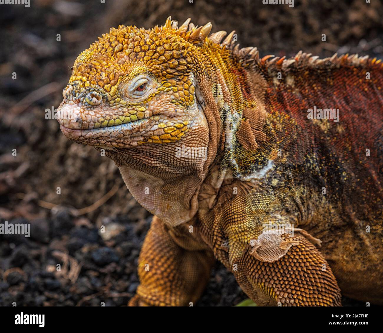 Iguane terrestre des Galapagos (Conolophus subcristatus) manger prickly ...
