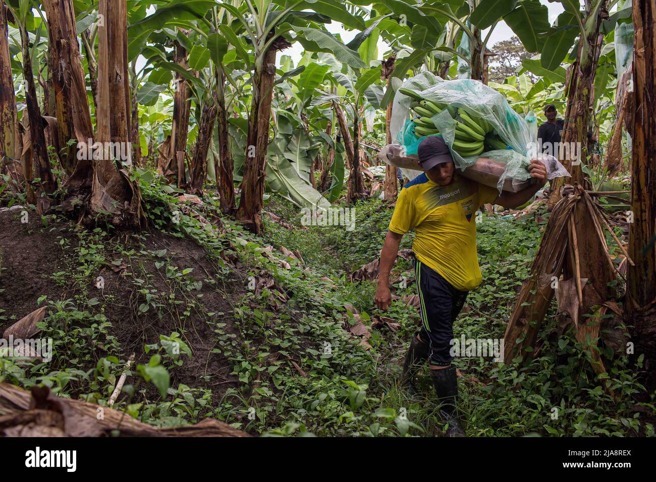 Banana plantation and ecuador Banque de photographies et d’images à ...