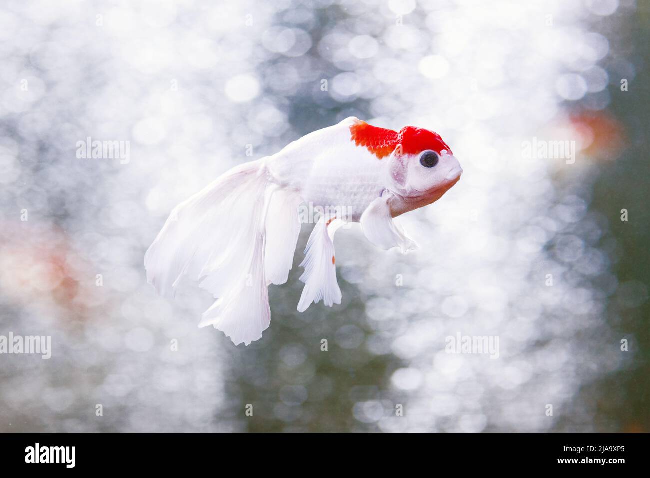 Oranda blanc rouge Banque de photographies et d’images à haute ...