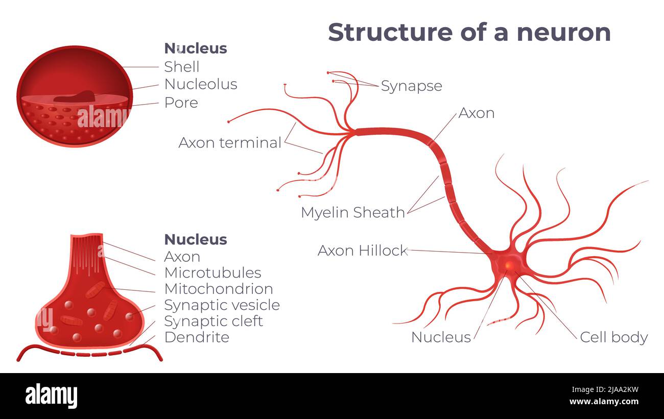 Neuroscience composition de l'anatomie du neurone avec vue de la structure neurale profil vue du ...