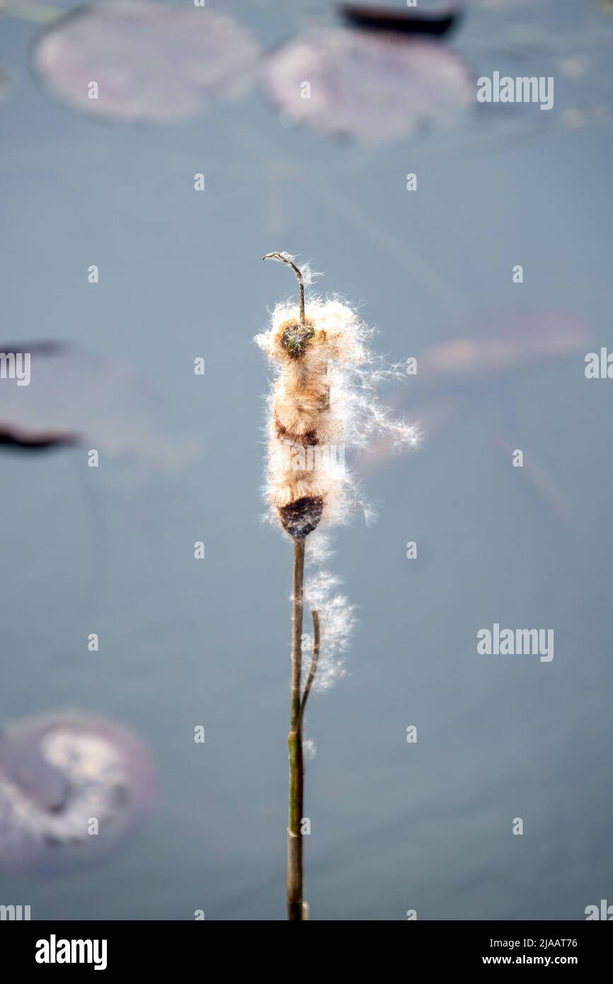 Plante ressemblant à un roseau Banque de photographies et d’images à ...
