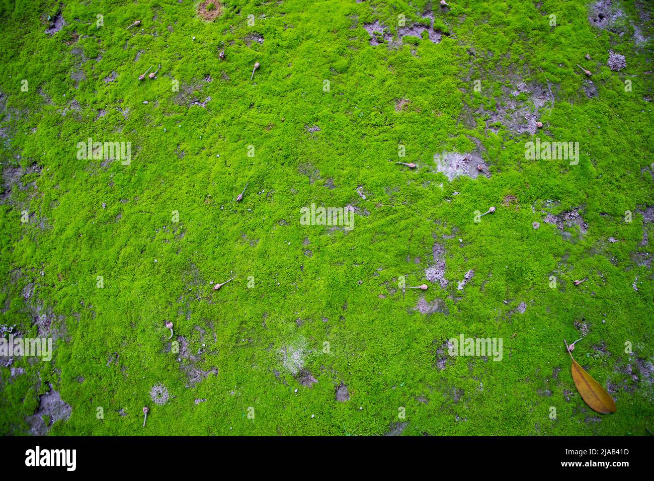 Mousse sur le sol texture Résumé arrière-plan. Arrière-plan naturel ...