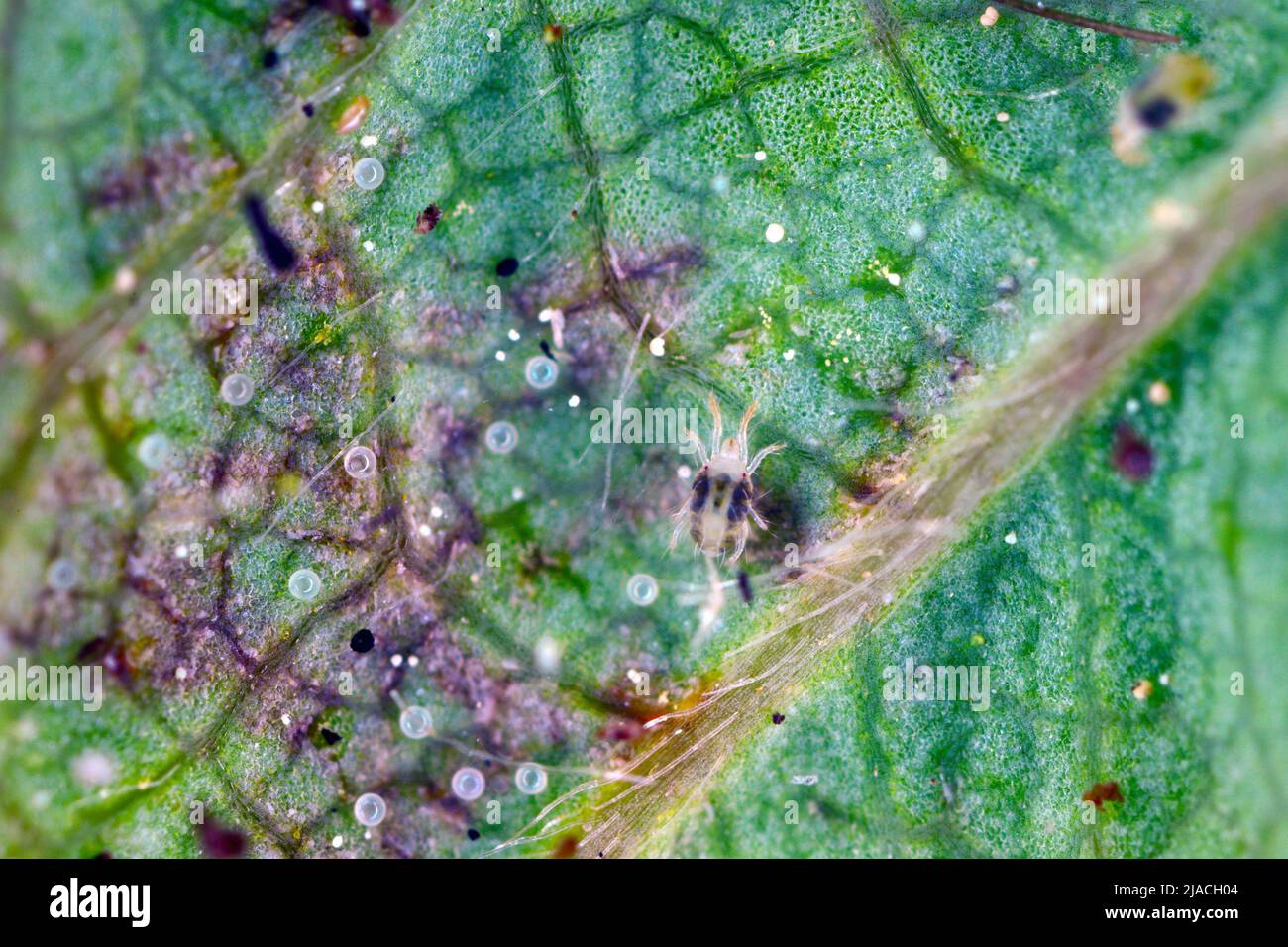Tetranychus urticae spider mite Banque de photographies et d’images à ...