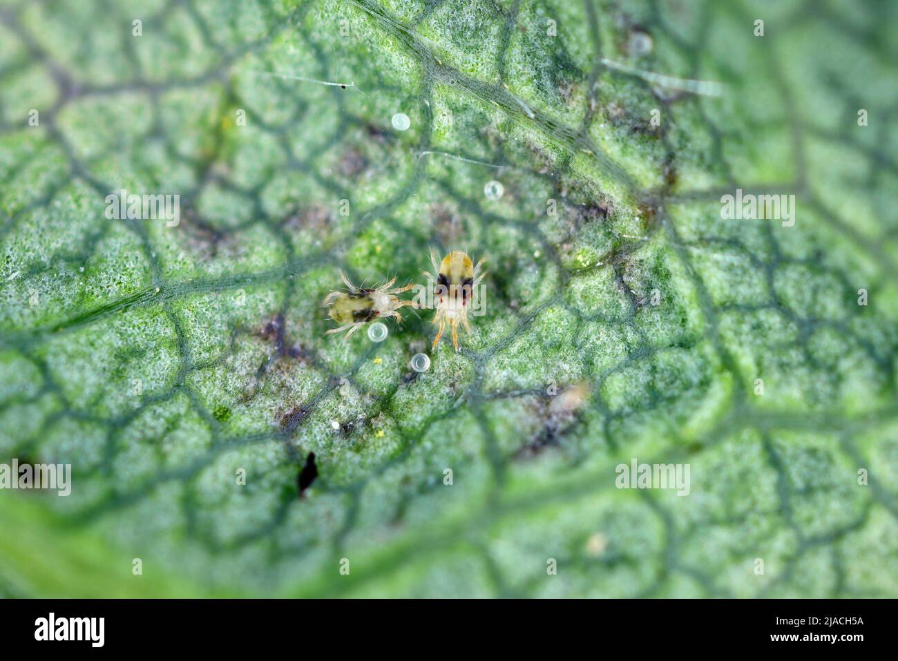 Tetranychus urticae spider mite Banque de photographies et d’images à ...