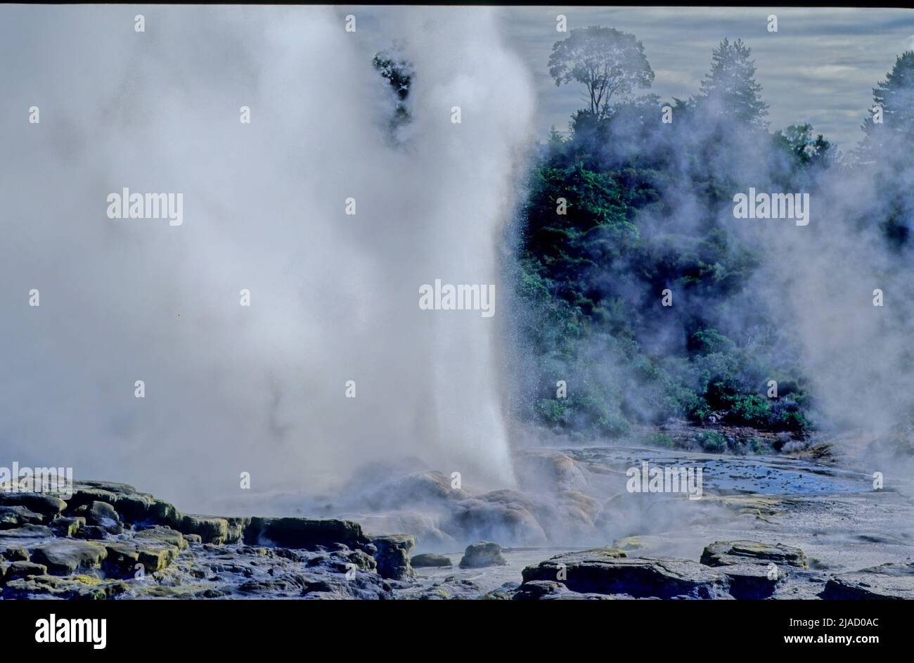 Pohutu Geyser est geyser dans la vallée thermale de Whakarewarewa, à ...