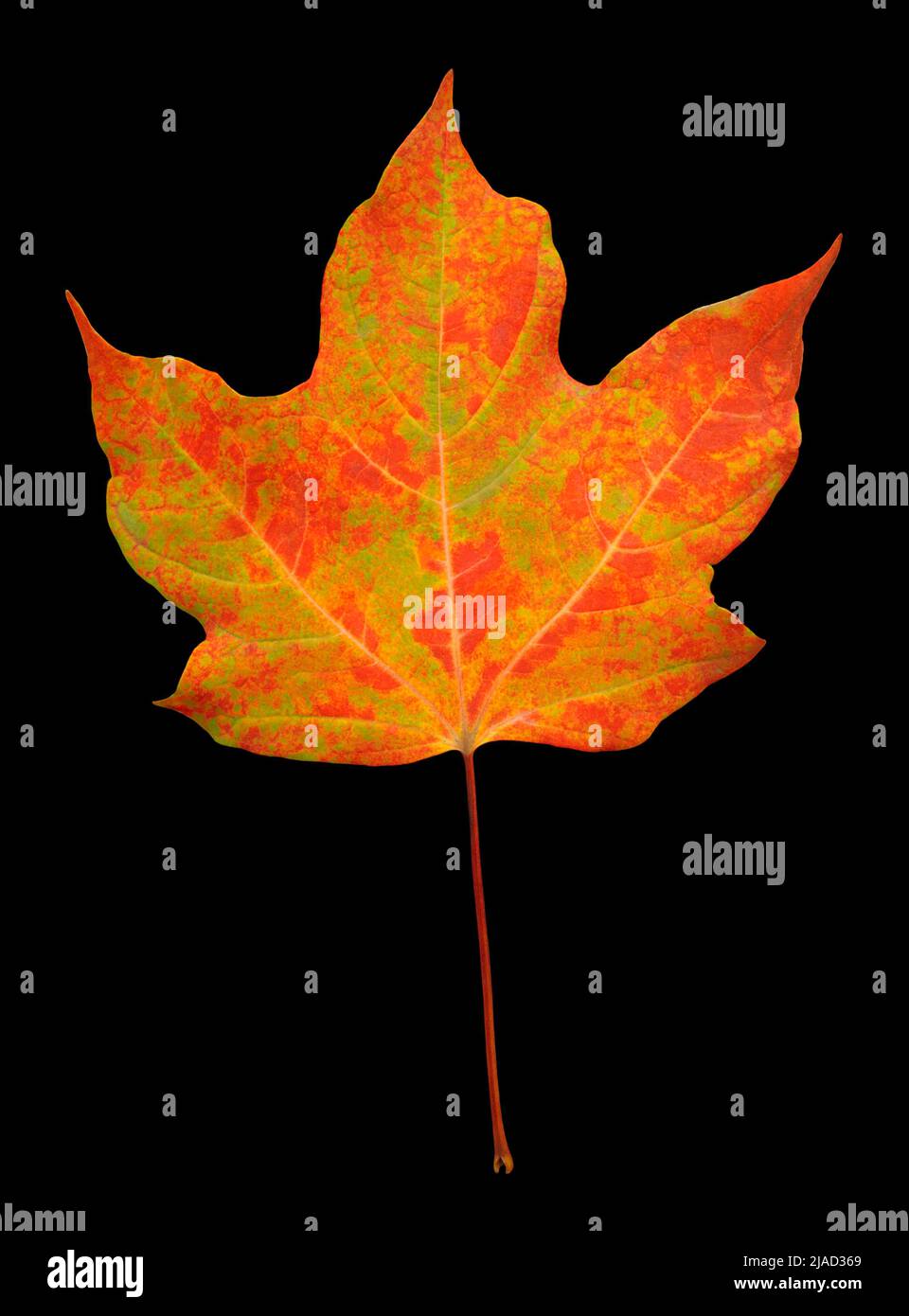 Feuille érable automne Banque de photographies et d’images à haute ...