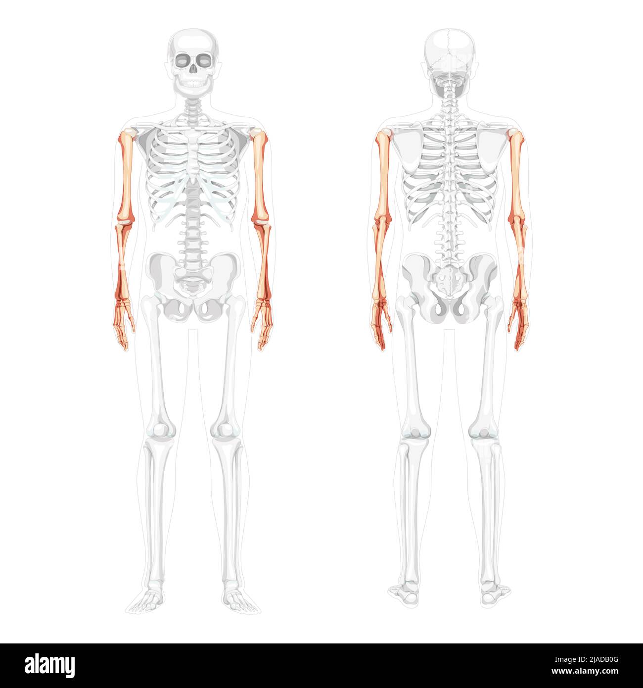 Squelette bras vue arrière avant humaine avec position des os ...