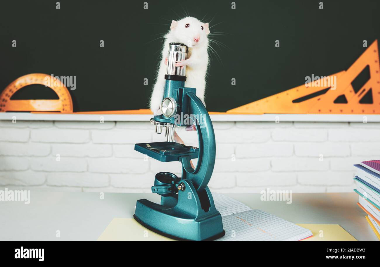Rat assis au microscope. Concept d'animaux amusants à l'université ...