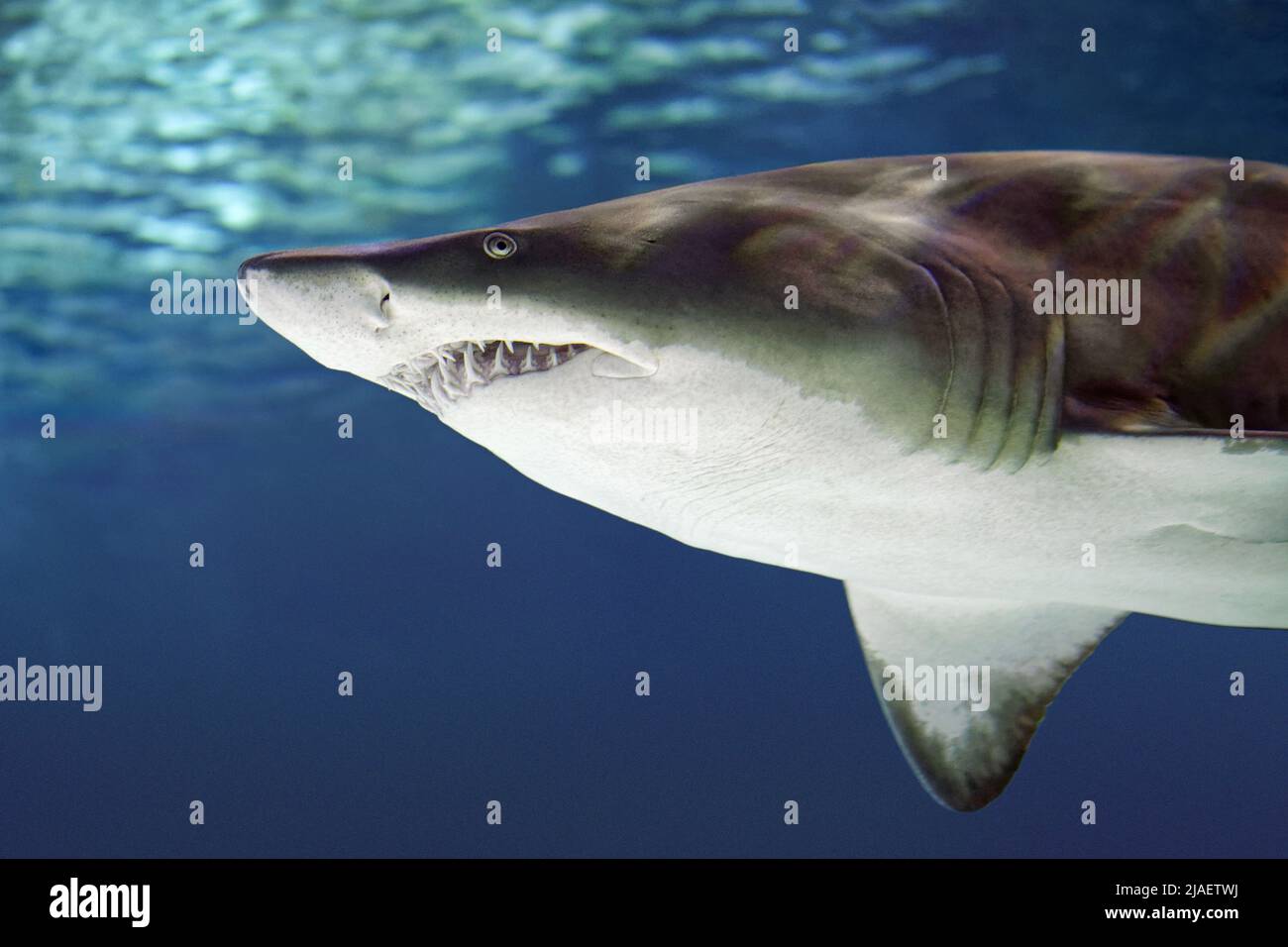 Requin tigre de sable Banque de photographies et d’images à haute ...