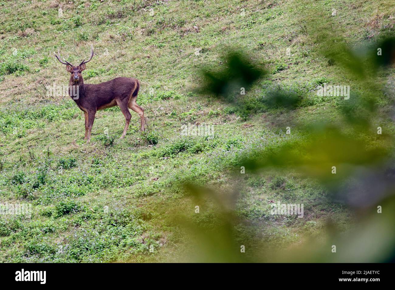 Cerf de timor rusa Banque de photographies et d’images à haute ...