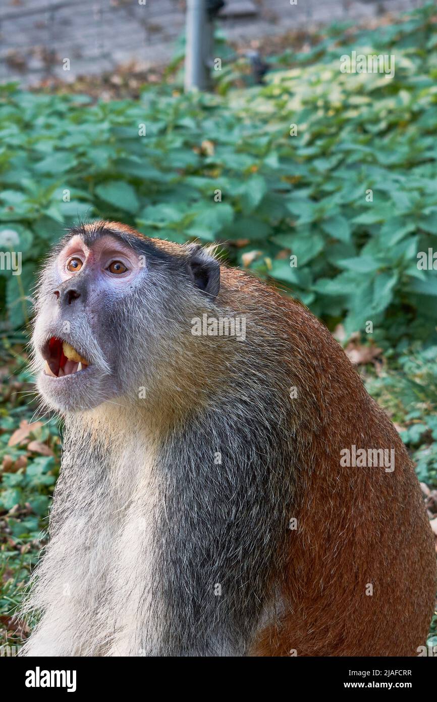 Singe patas commun Banque de photographies et d’images à haute ...