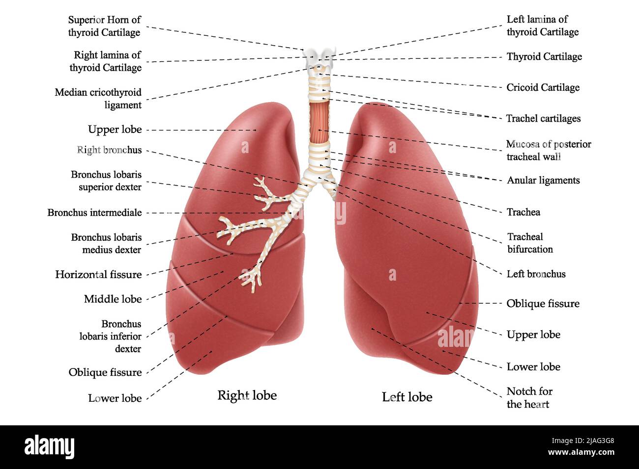 Anatomie des poumons avec inscription. Organes internes du corps humain ...