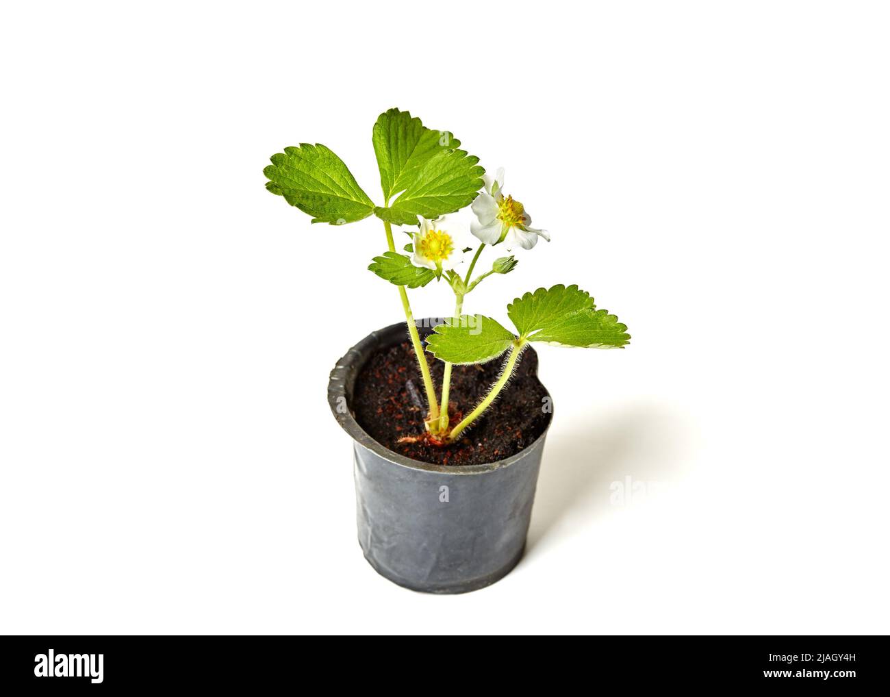 Jeune feuille de fraise Banque de photographies et d’images à haute ...