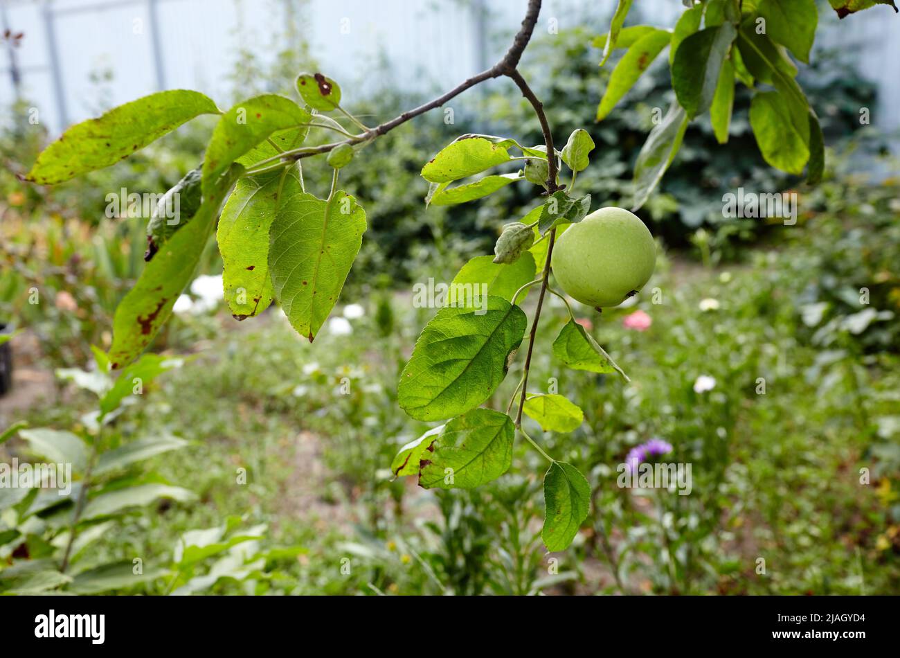 Pommes mûres sur un arbre dans un jardin.Pommes biologiques accrochées ...