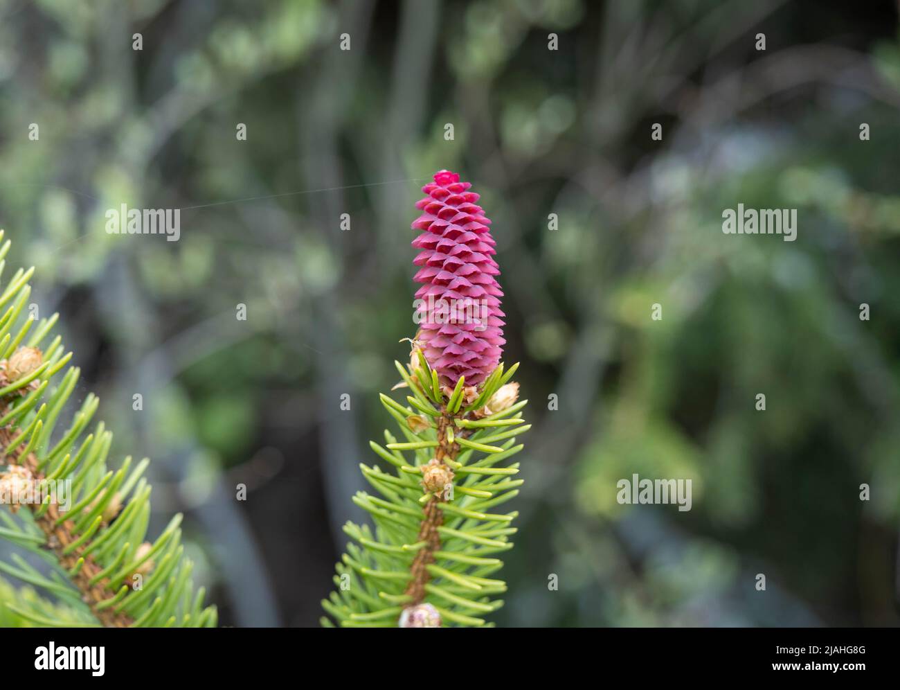 Photo macro d'un beau jeune cône de sapin rose poussant sur une branche ...