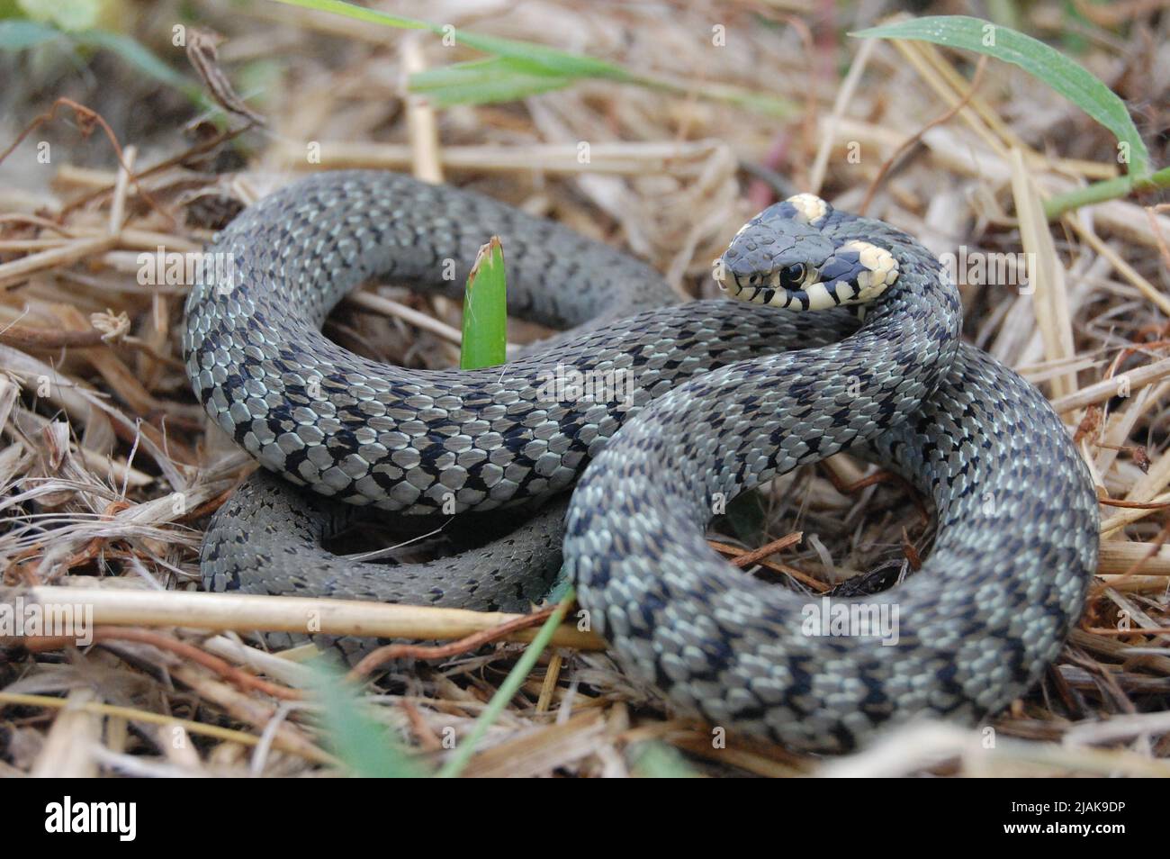 La couleuvre d'herbe (Natrix natrix), serpent annelé ou serpent d'eau ...