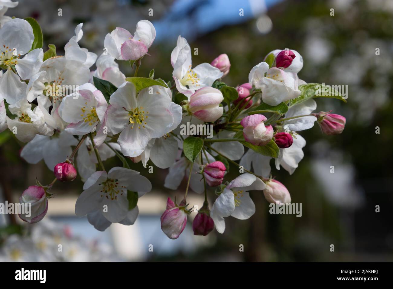 Pomme sauvage rouge Banque de photographies et d’images à haute ...