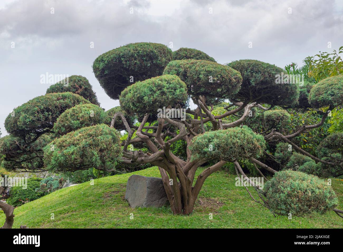 Pin rouge japonais pinus densiflora Banque de photographies et d’images ...