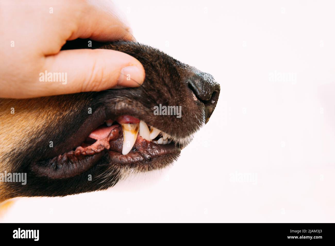 Soins des dents de chien Banque de photographies et d’images à haute ...