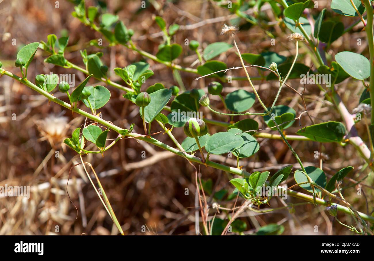 Capers plant Banque de photographies et d’images à haute résolution - Alamy
