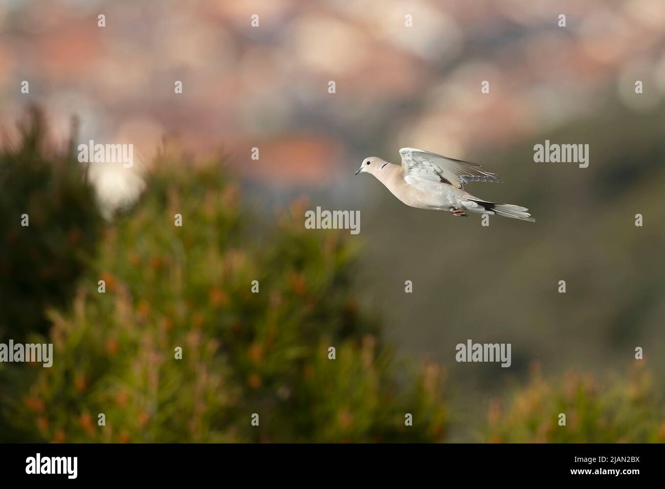 Colombe en vol Banque de photographies et d’images à haute résolution ...