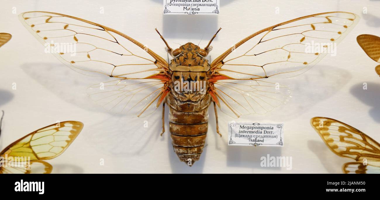 Cigale insecte Banque de photographies et d’images à haute résolution ...