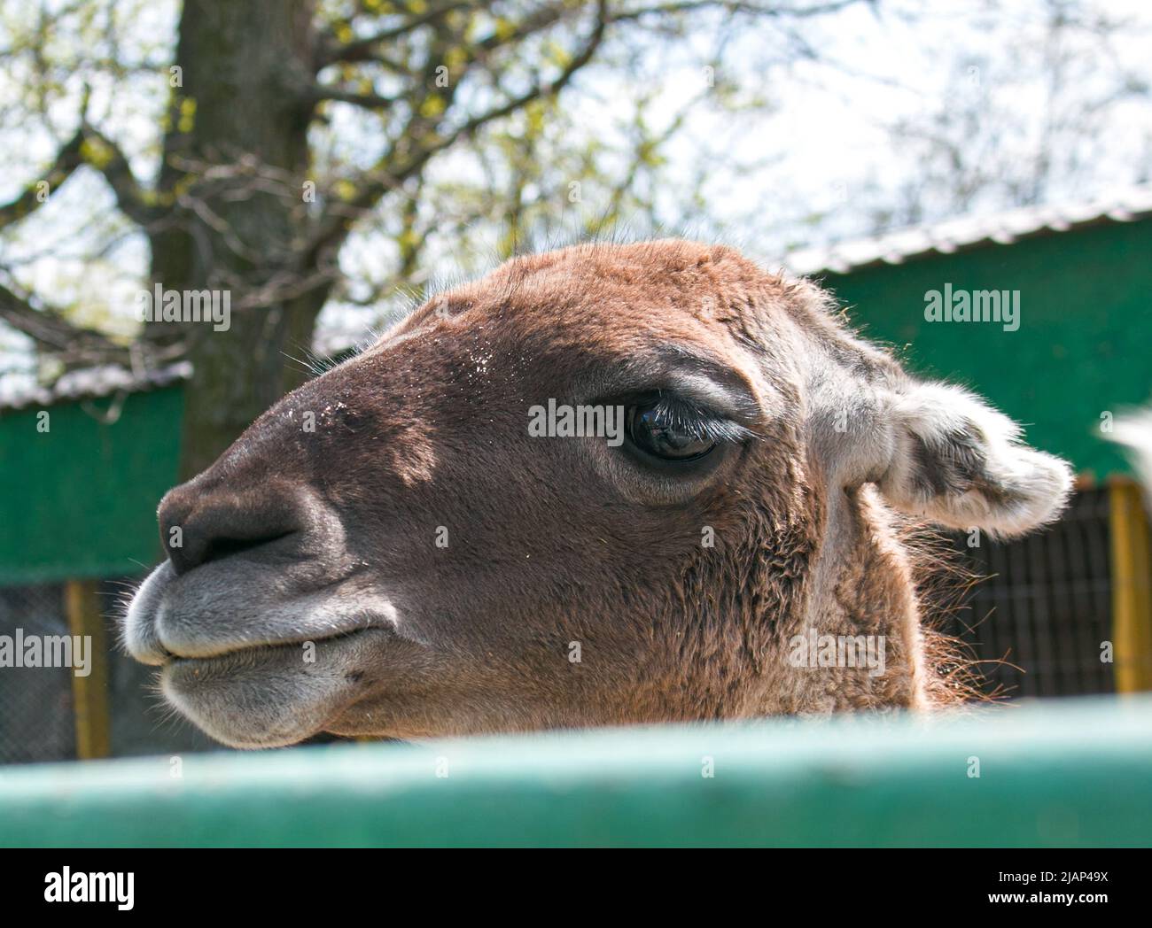 Lama drôle Banque de photographies et d’images à haute résolution - Alamy