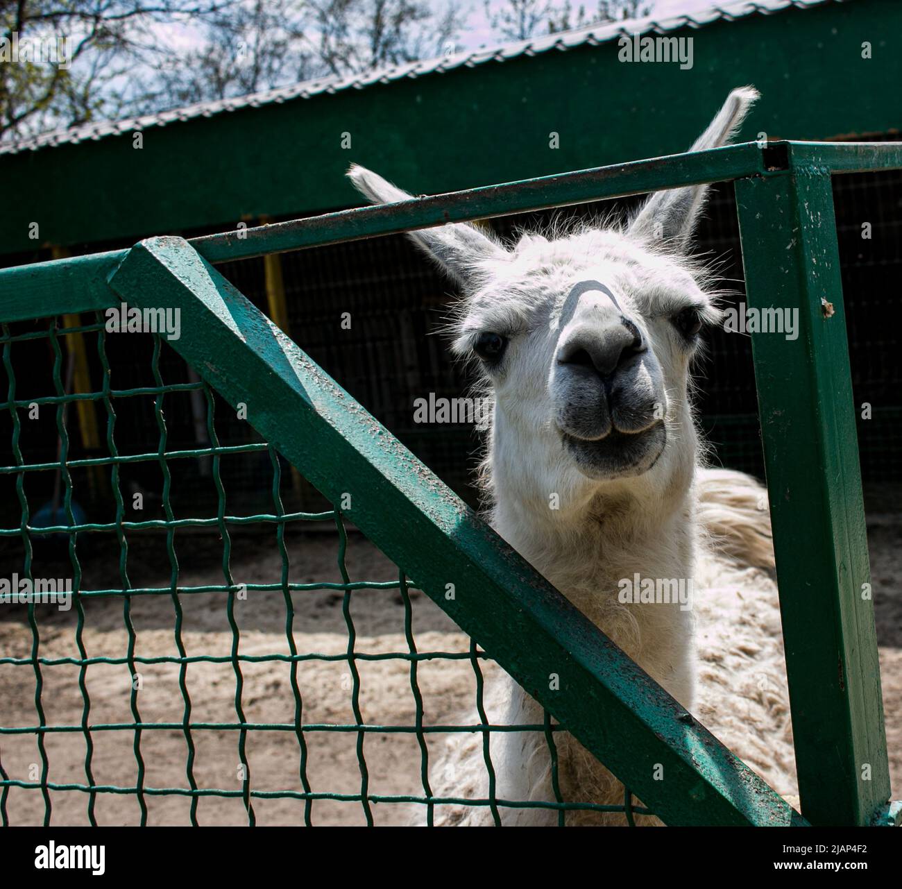 Lama teeth Banque de photographies et d’images à haute résolution - Alamy