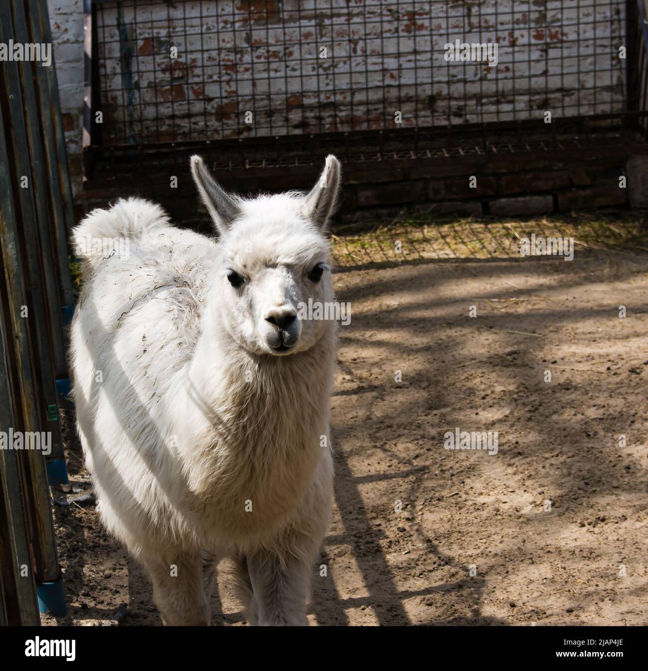 Lama teeth Banque de photographies et d’images à haute résolution - Alamy