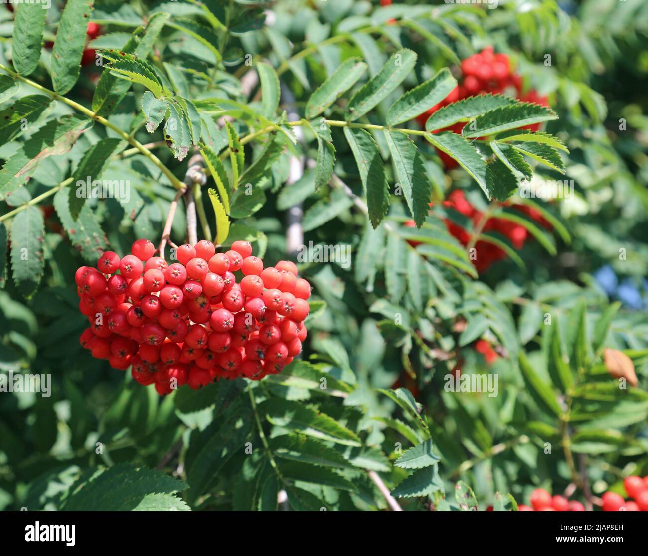 Groupe de grandes baies rouges de l'arbre appelé Rowan ou Sorbus ...