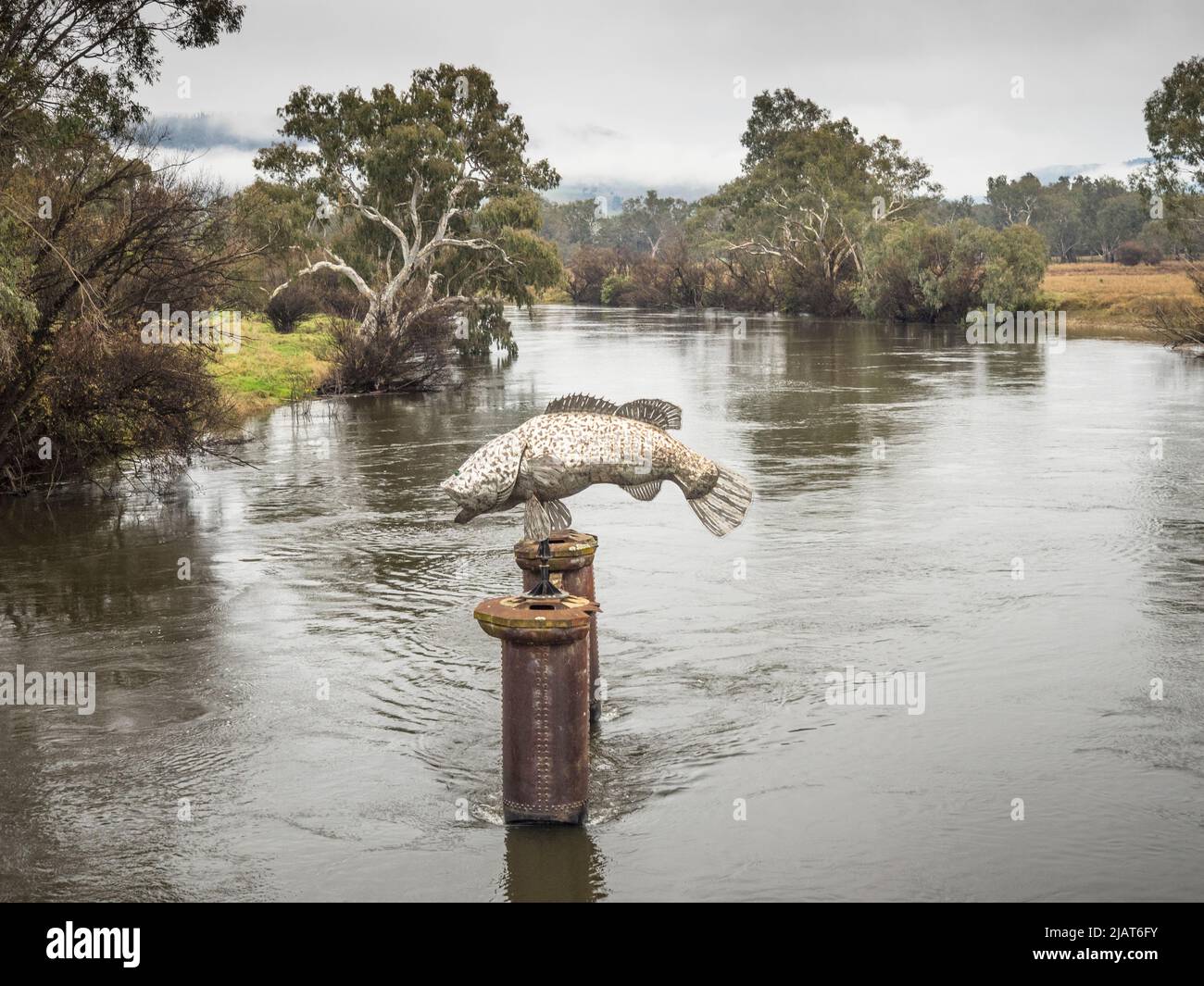 Sculpture de Murray Cod (Maccullochella peelii) au milieu de la rivière ...