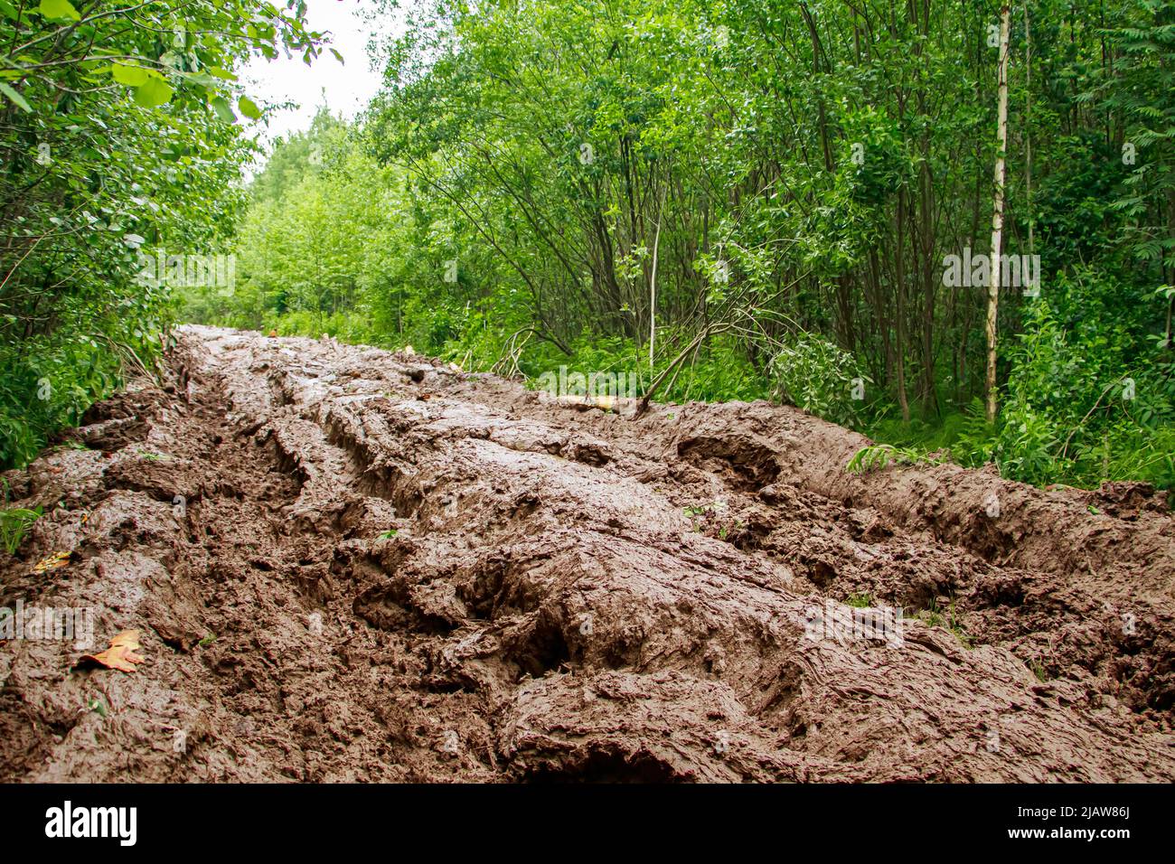 Route de terre en forêt. Tout-terrain pour la course. Défrichement pour ...