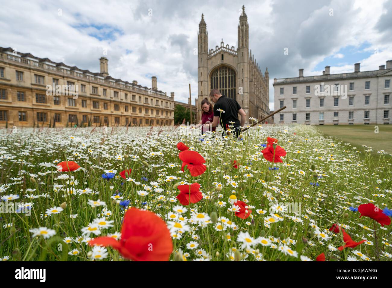 Les jardiniers David Kay et Lou Singfield ont tendance à la prairie de ...