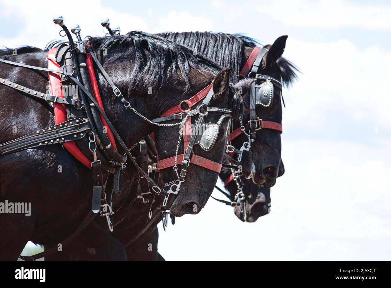 L'équipe de chevaux Black Percheron labourant un champ Photo Stock - Alamy