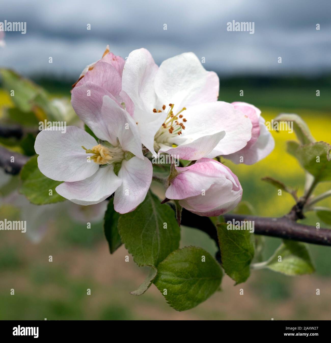 A quoi sert les pommettes sauvages Banque de photographies et d’images ...