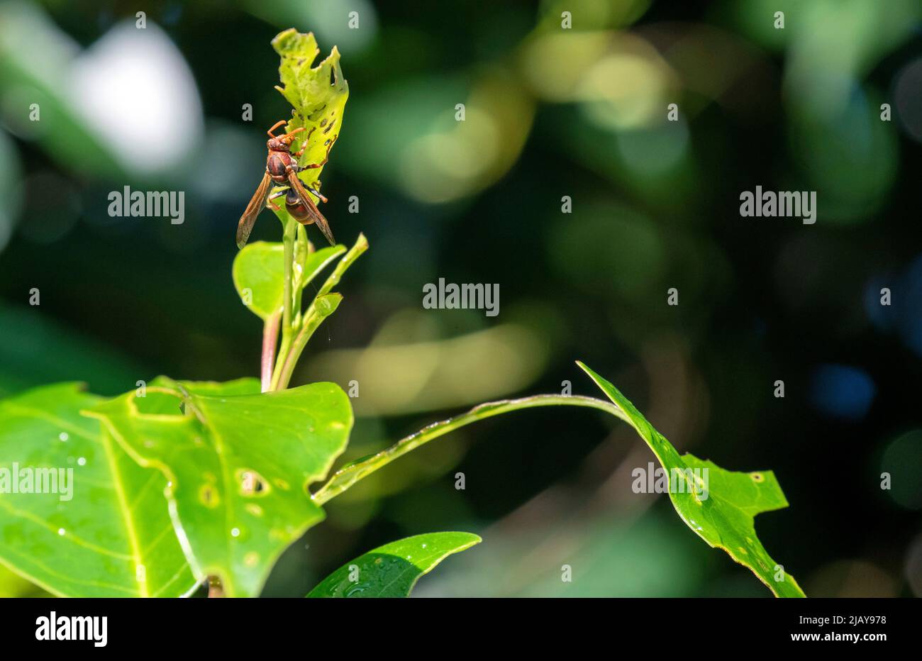 Frelon australien Banque de photographies et d’images à haute ...