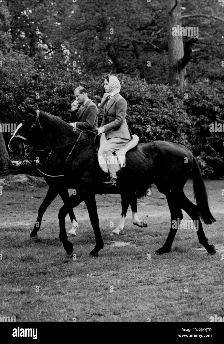 Rose mountbatten Banque de photographies et d’images à haute résolution ...