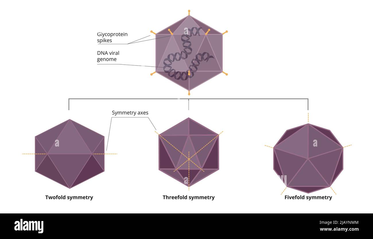 Variations de symétrie de l'icosaèdre viral capsid. Trois types de ...