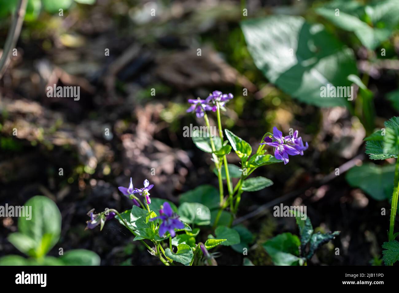 Viole de chien violette reichenbachiana Banque de photographies et d ...