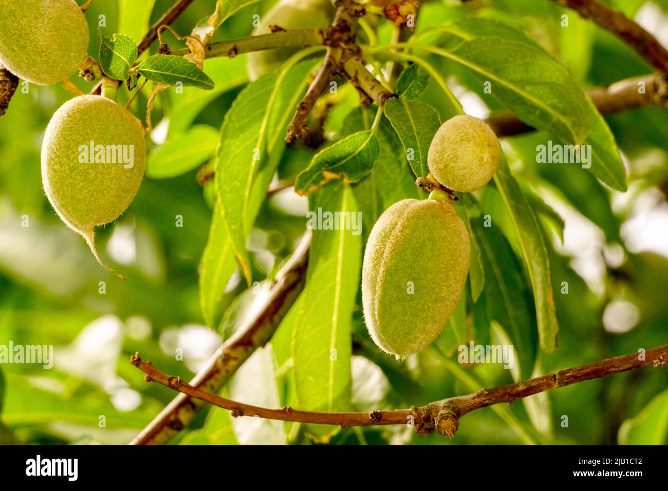 Amandes vertes Banque de photographies et d’images à haute résolution ...
