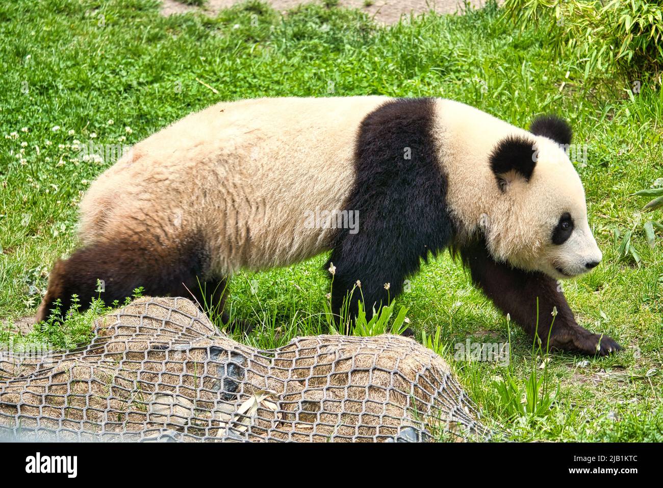 grand panda courant sur un pré. Espèces en voie de disparition. Un ...