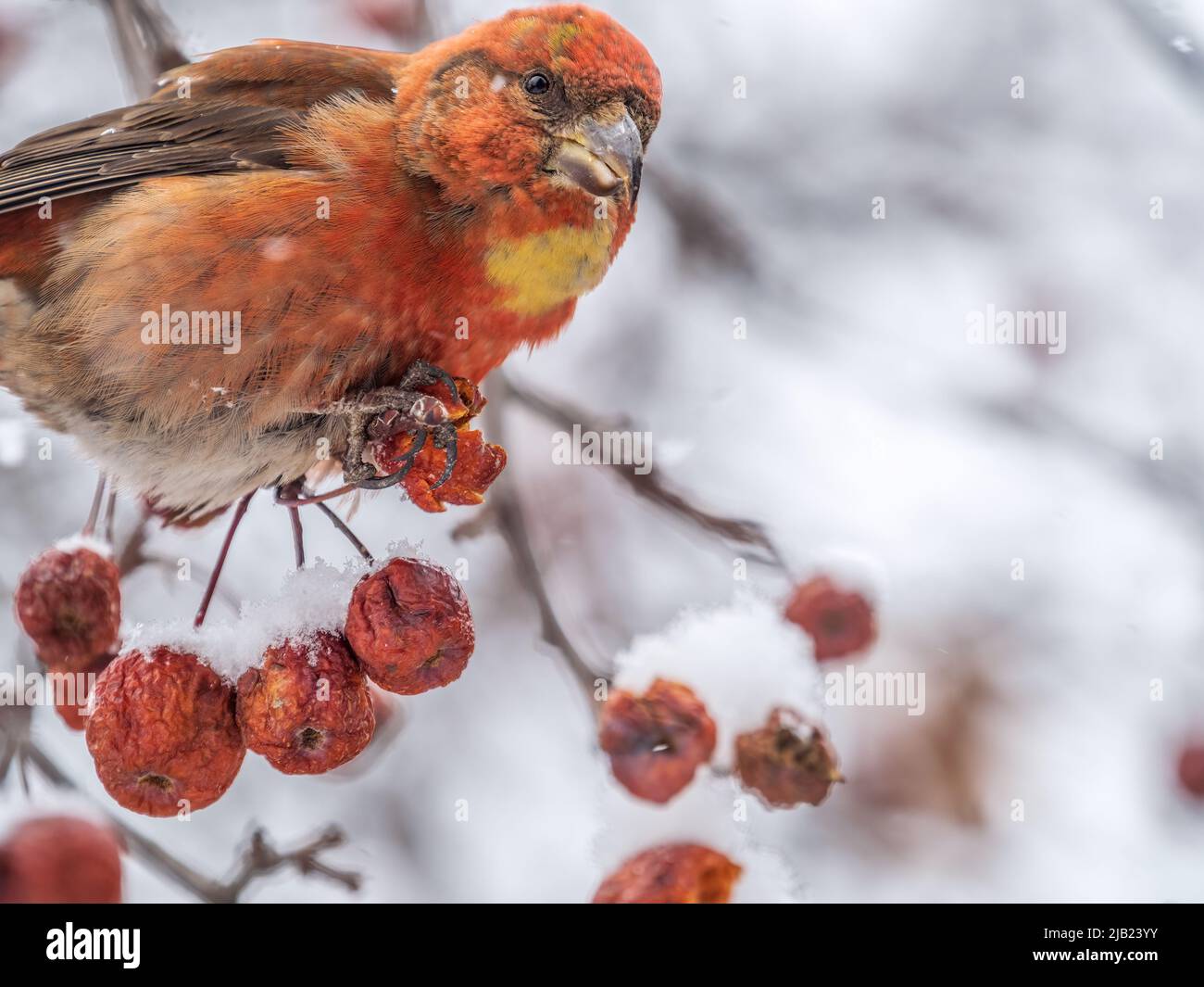 Le mâle de Red Crossbill assis sur la branche de l'arbre et mange des ...