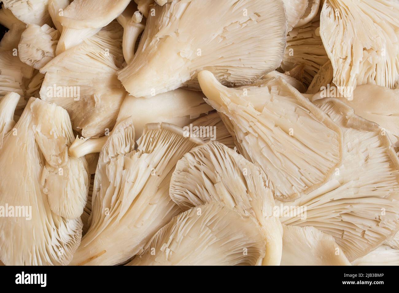 Texture de champignons Banque de photographies et d’images à haute ...