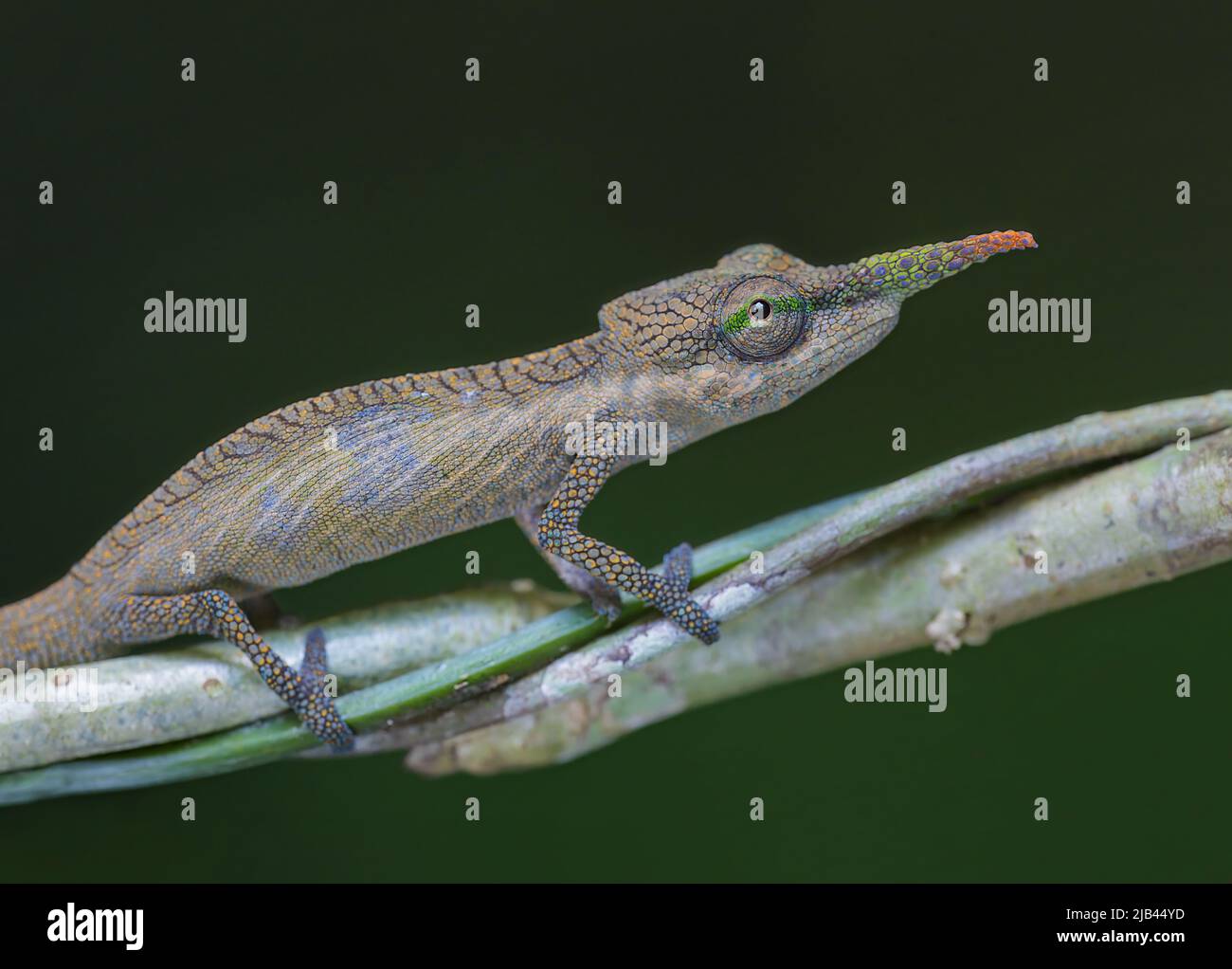 C'est le nom de Pinocchio Chameleon ou le chameleon à nez de lance ...